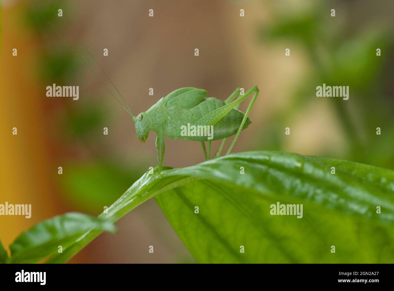 A long-horned grasshopper (fam. Tettigonidae), on a leaf. Northern New ...