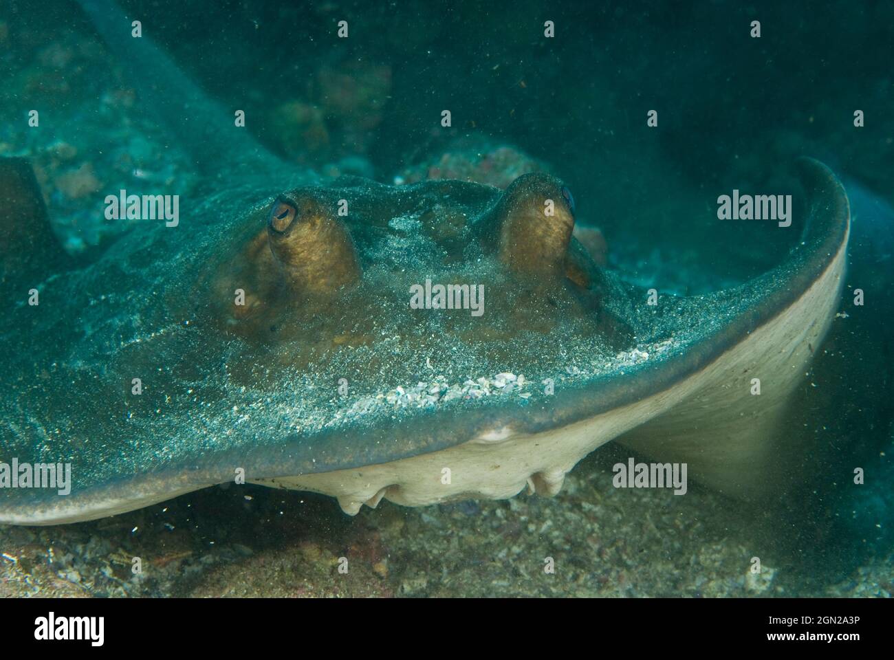 Urolophus testaceus hi-res stock photography and images - Alamy