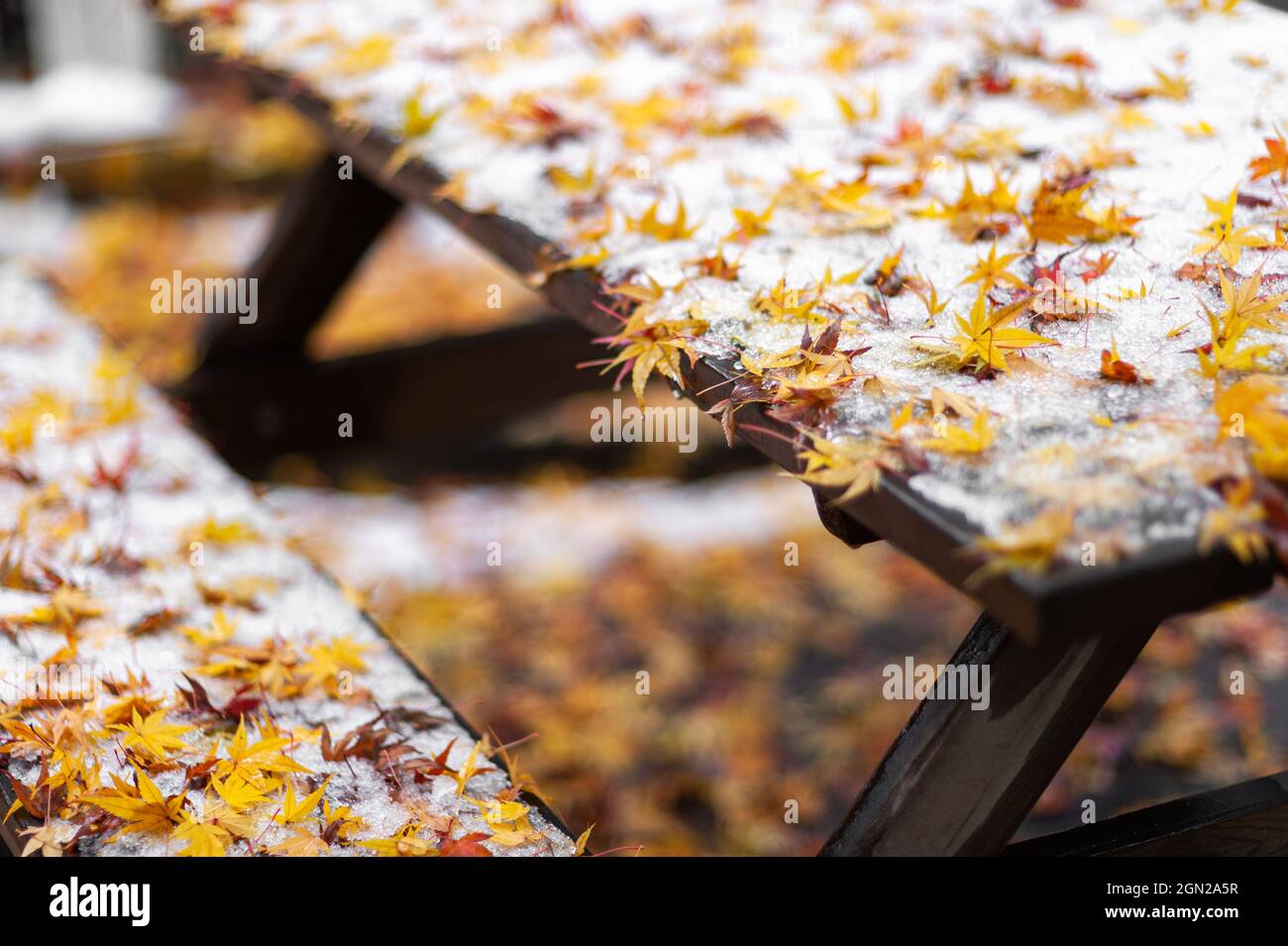 Red bench japanese garden hi-res stock photography and images - Alamy