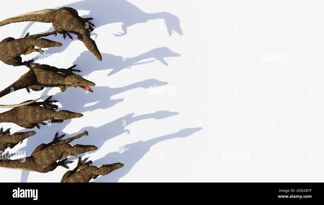 Velociraptor group, dinosaurs from the Cretaceous period, isolated on ...