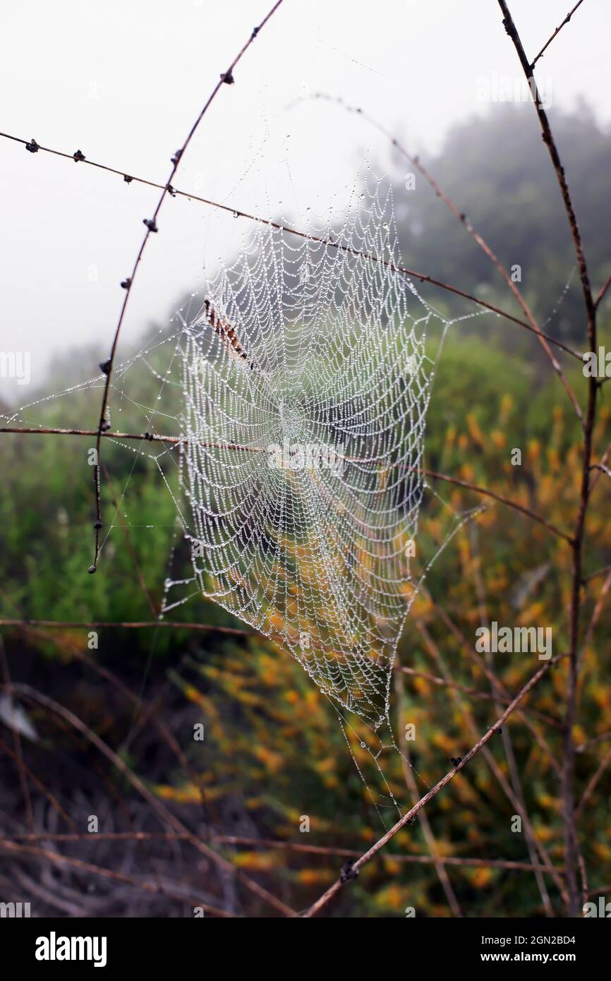 Stewart spiders hi-res stock photography and images - Alamy