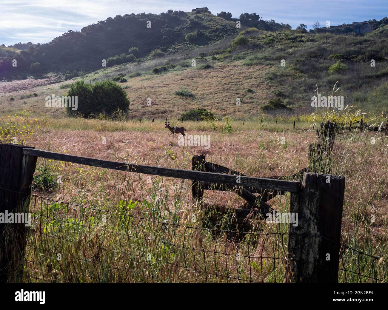 Laguna Beach, California, USA. 6th May, 2020. A deer in the old ...