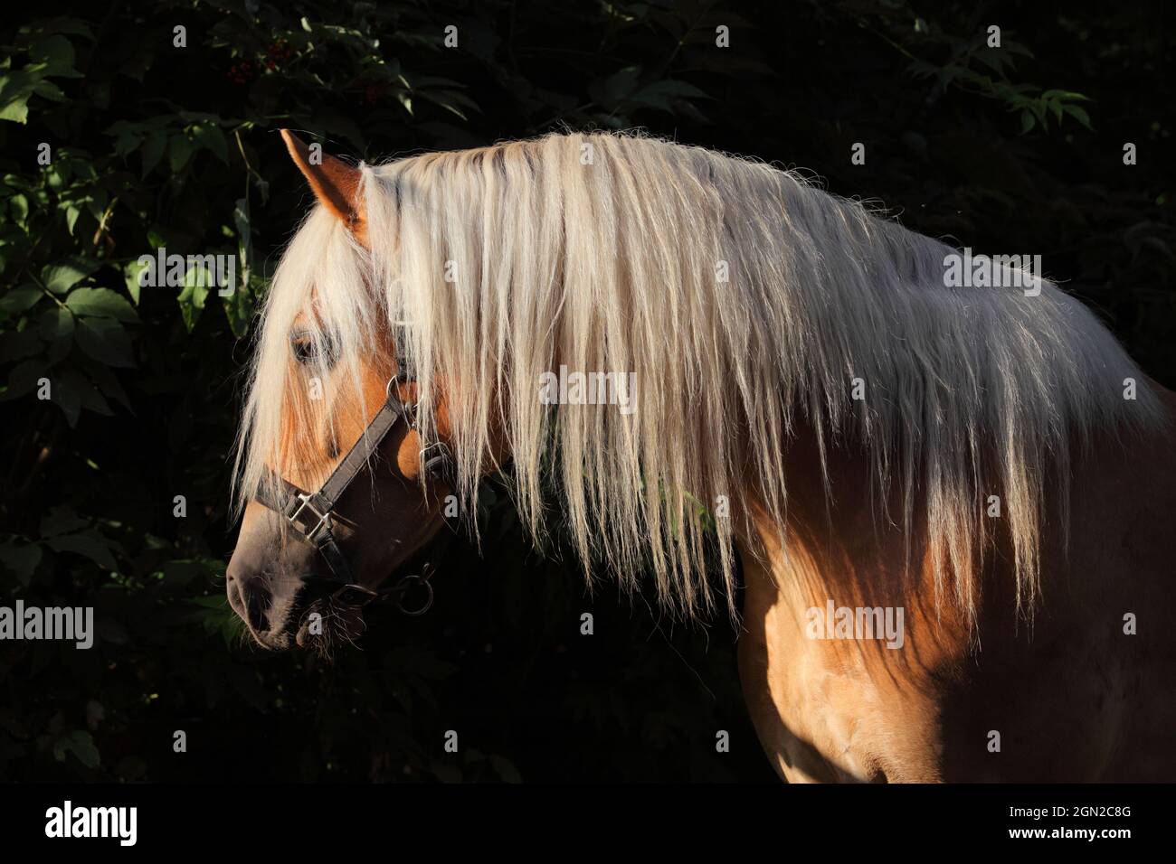 Haflinger stallion hi-res stock photography and images - Alamy