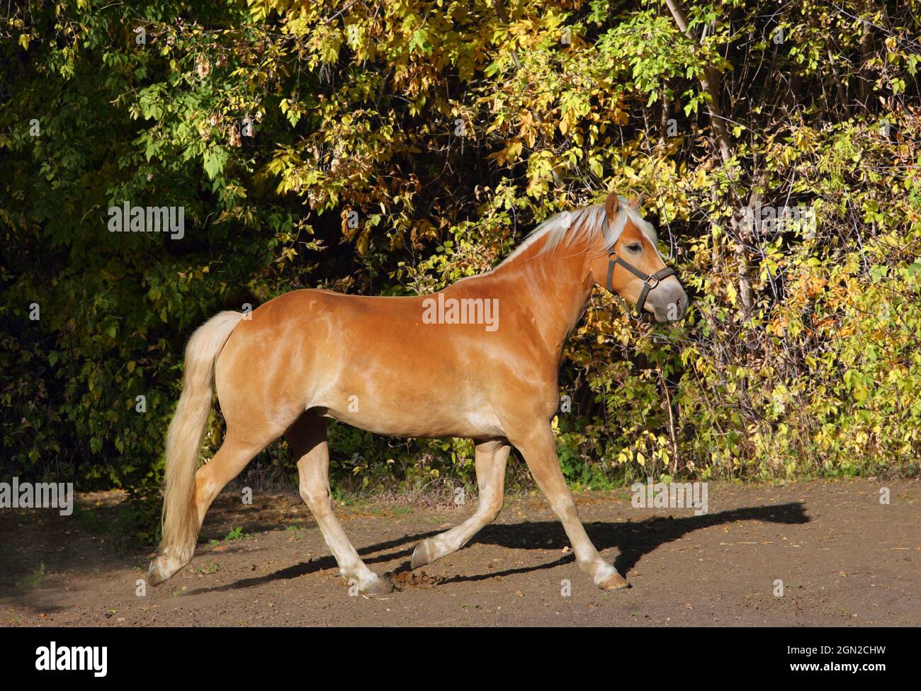 Haflinger Pony High Resolution Stock Photography and Images - Alamy