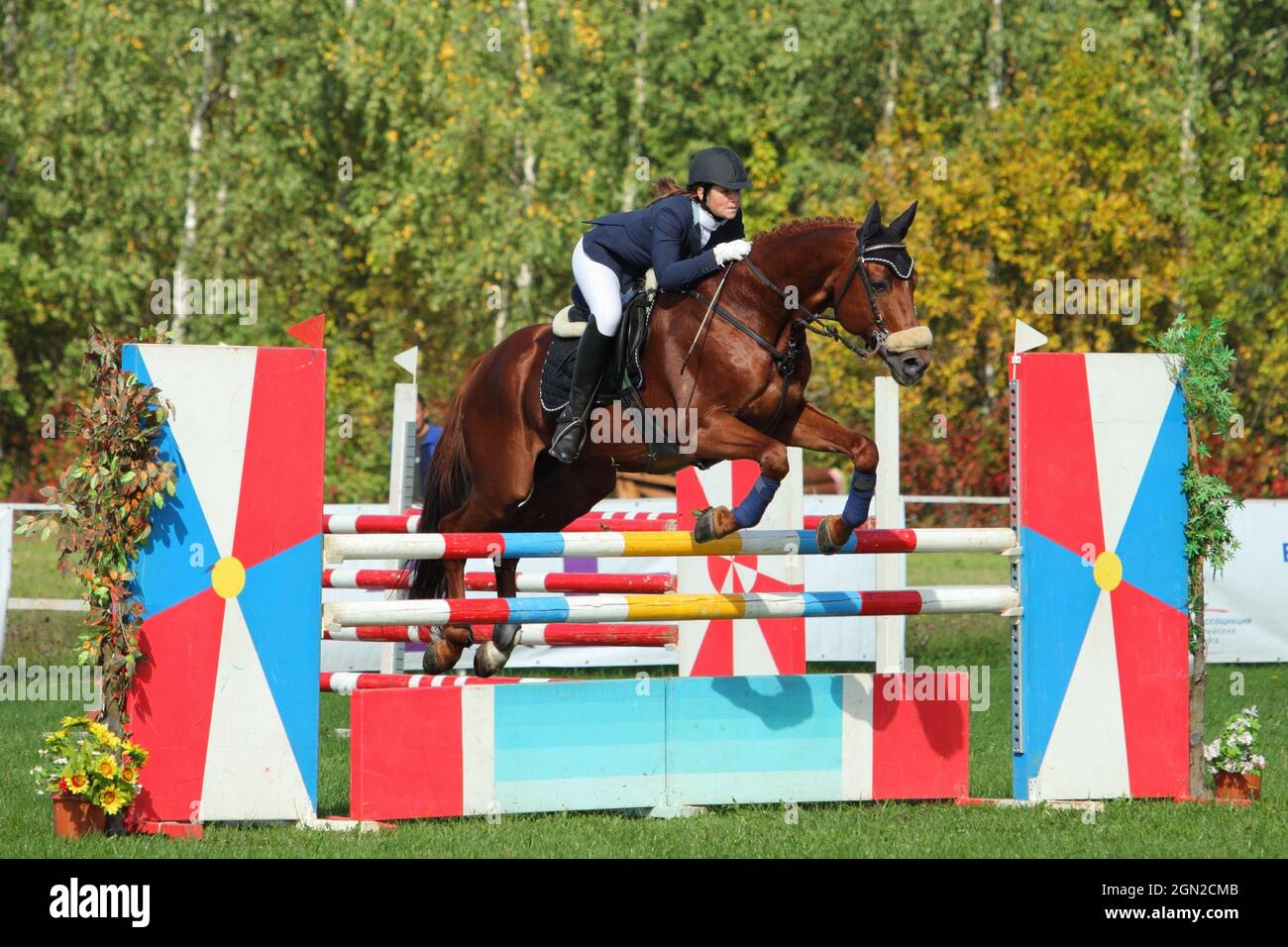 Bay racehorse jumping hi-res stock photography and images - Alamy