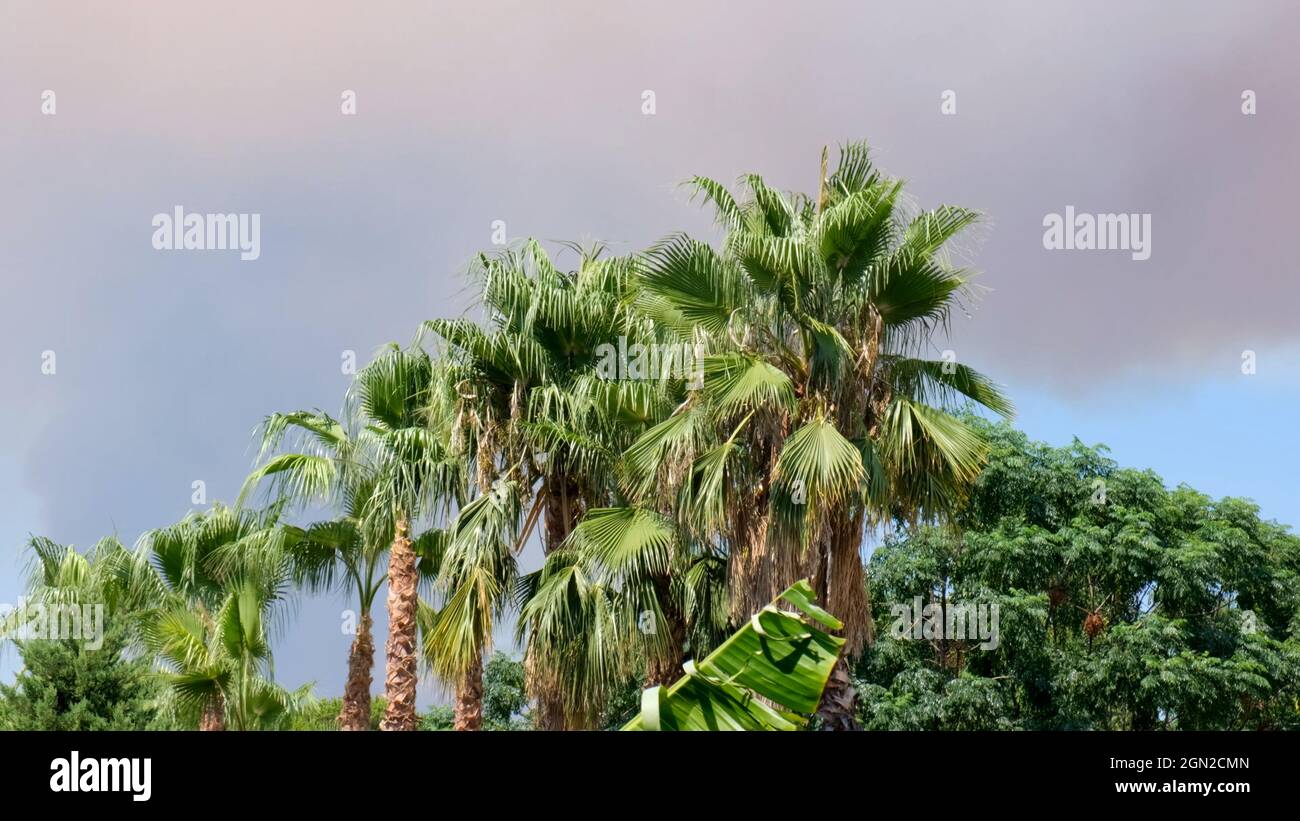 Campfire smoke in the sunset light against the backdrop of palm trees ...