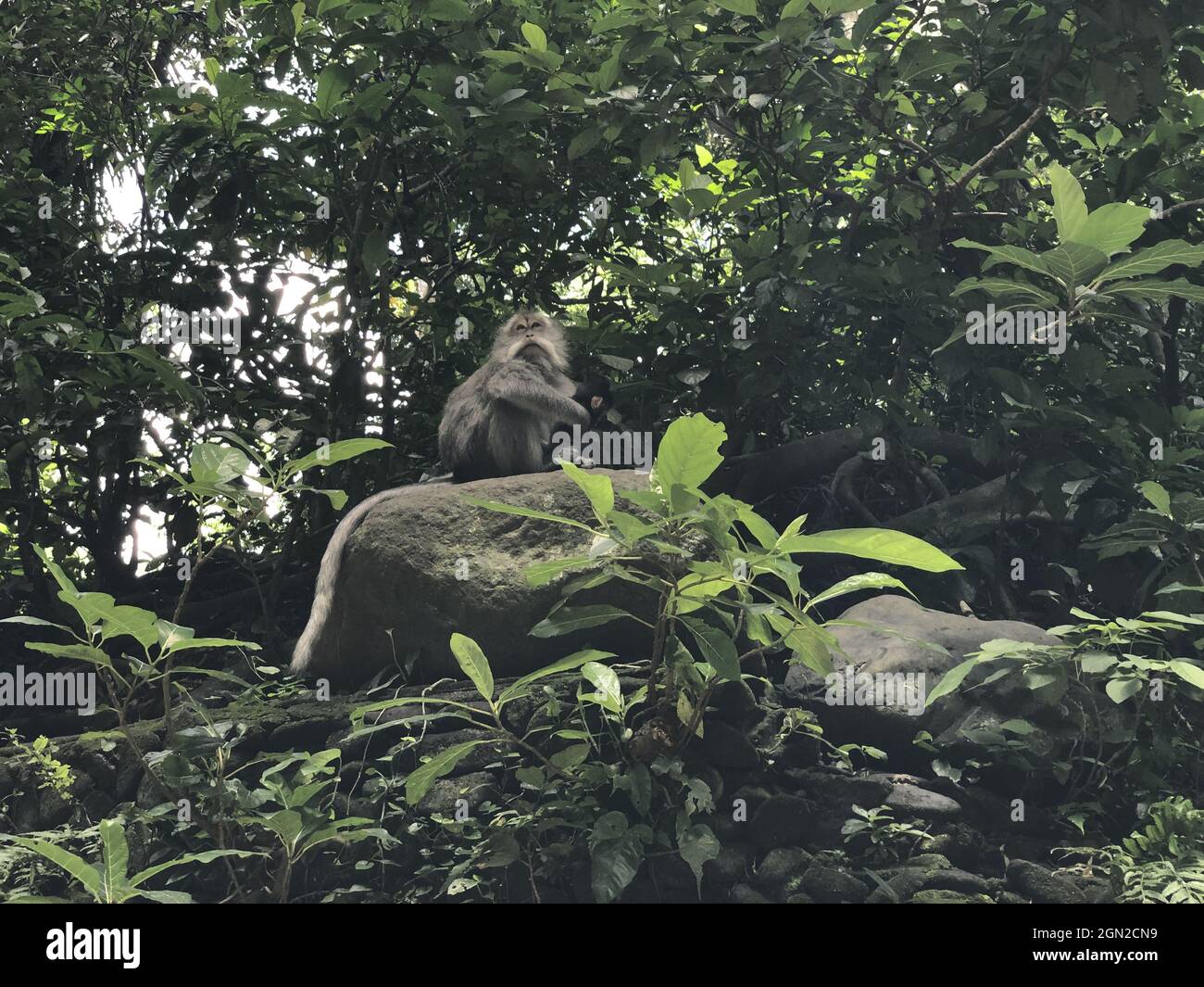 Monkey sitting on the big rock with green foliage in the zoo Stock ...