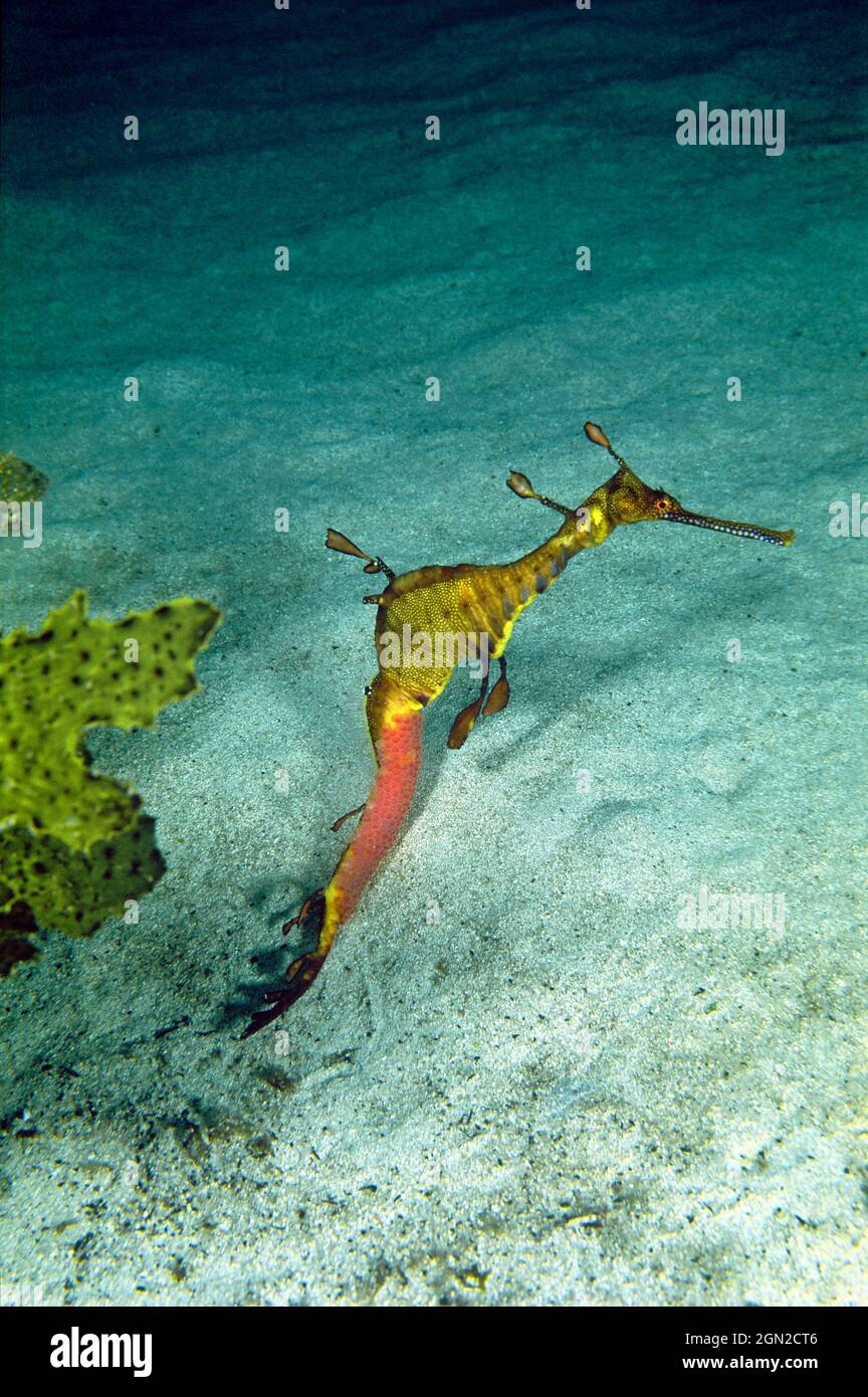 Weedy seadragon (Phyllopteryx taeniolatus), South coast, New South ...