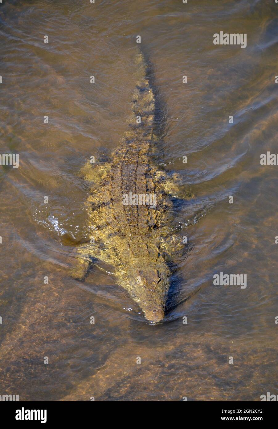 Single Nile crocodile stalking its prey in shallow water in Kruger ...