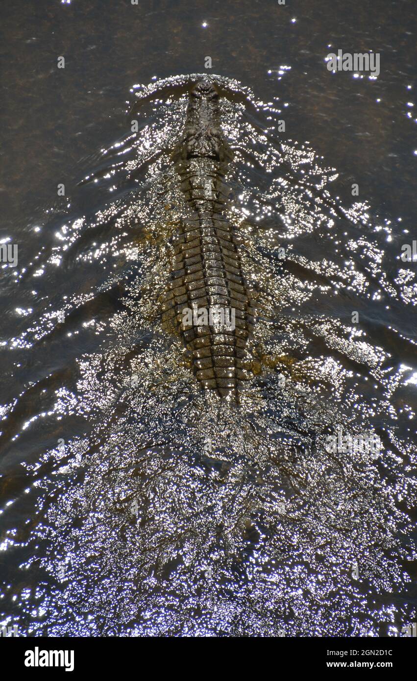 Large Nile crocodile in shallow water stalking prey in the Sabie River ...