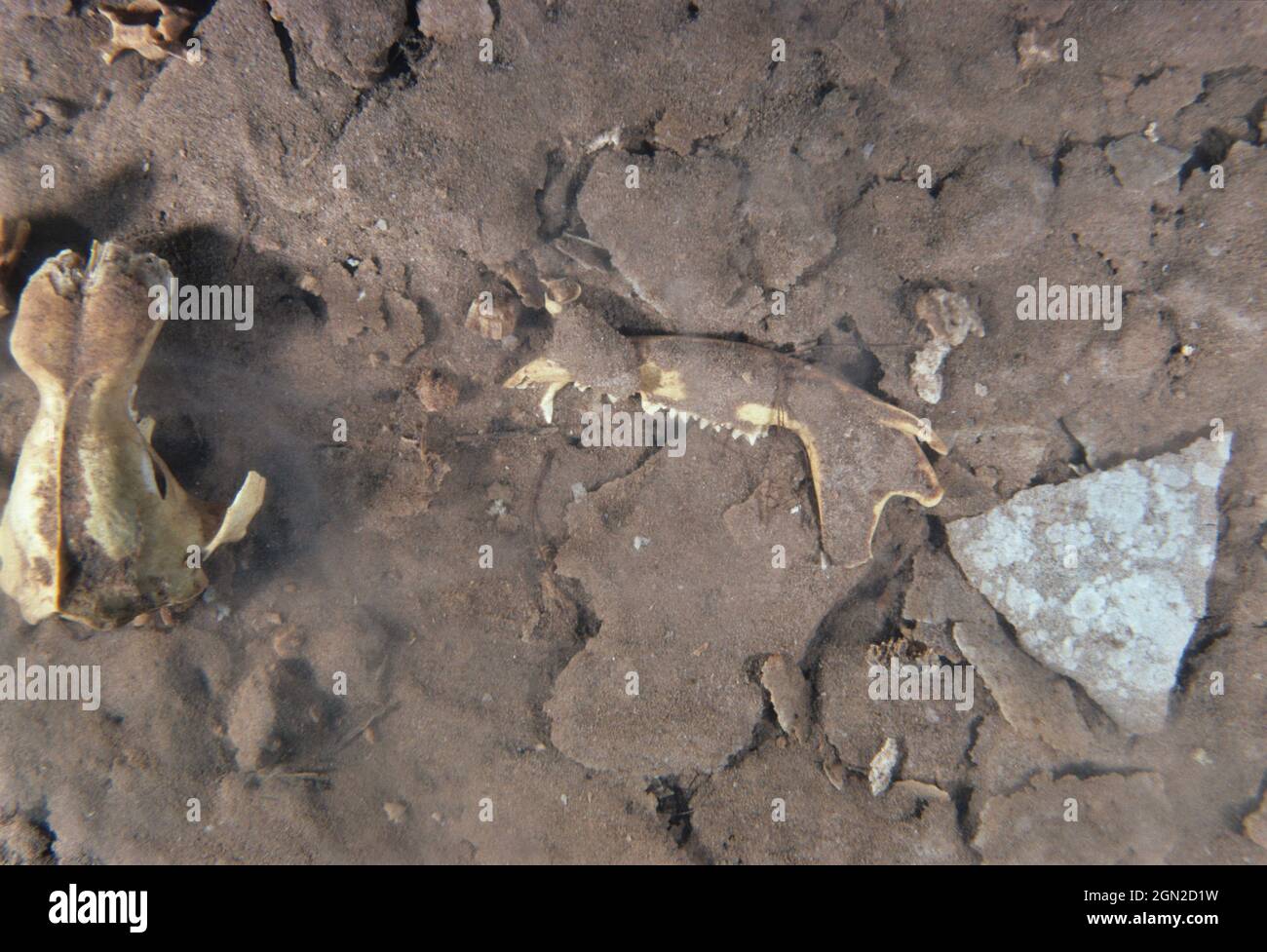 The skeletal remains of what is thought to be an Eastern quoll, from ...