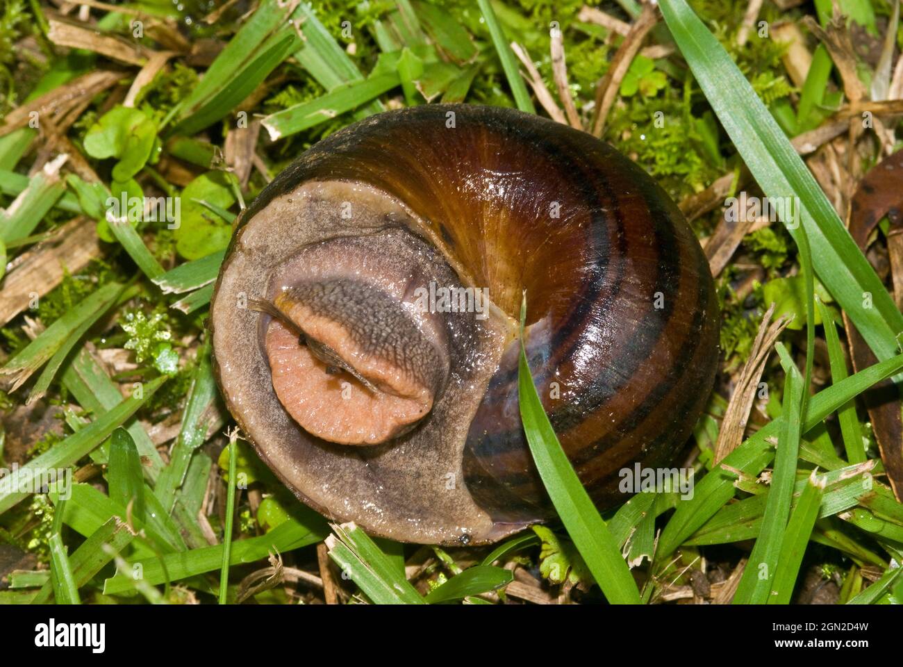 Caryodid snail hi-res stock photography and images - Alamy