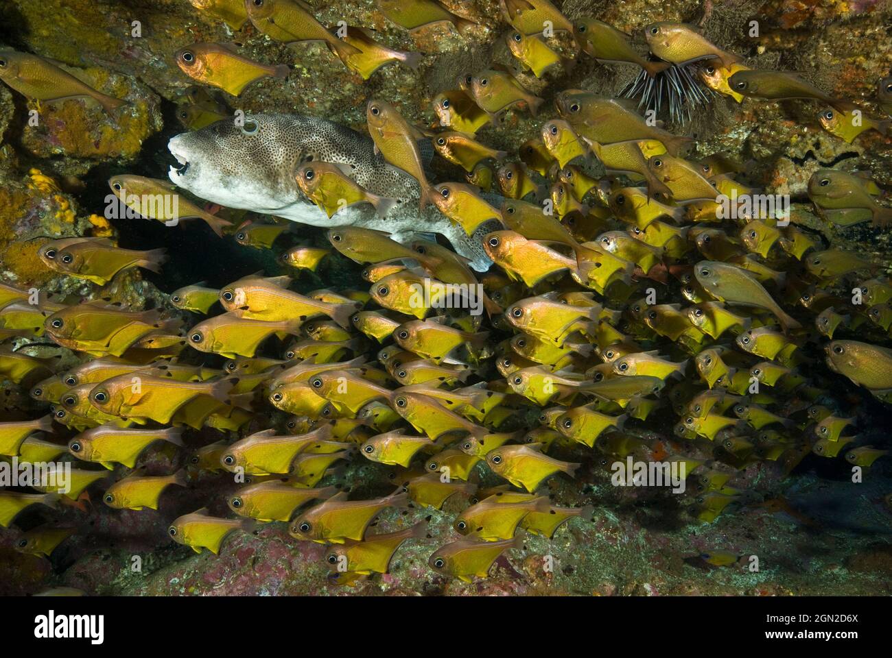 Stellate puffer (Arothron stellatus), with Black-tipped bullseyes ...