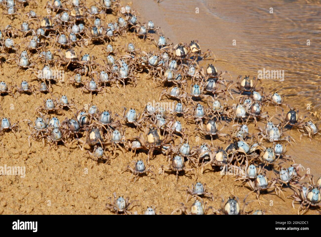 Light-blue soldier crabs (Mictyris longicarpus), large group. Measures ...