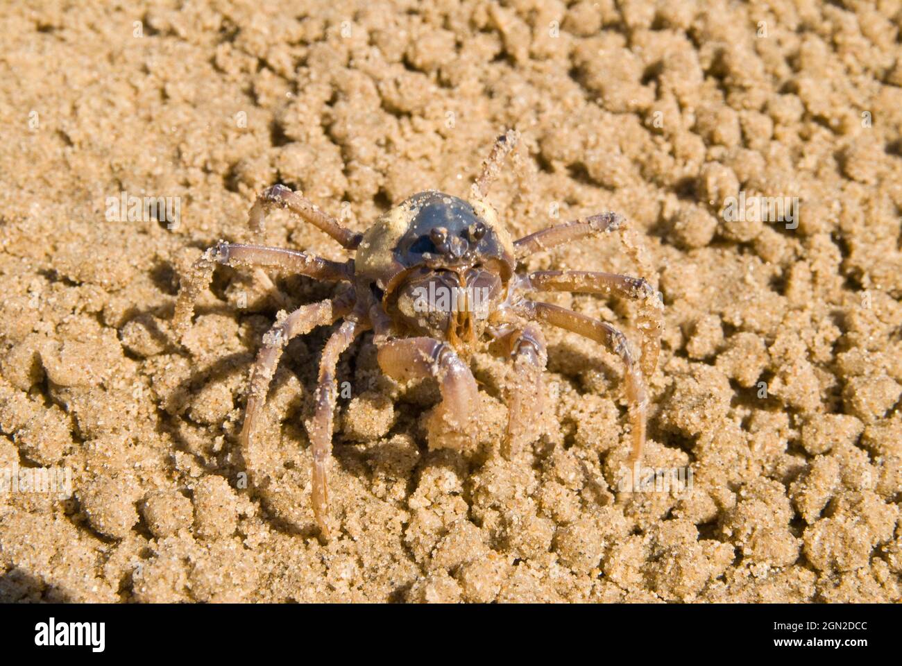 Light-blue soldier crab (Mictyris longicarpus), measures from 12 to 25 ...