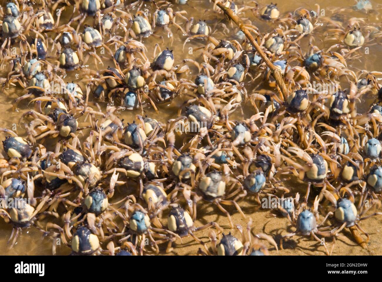 Light-blue soldier crabs (Mictyris longicarpus), group. They gather in ...