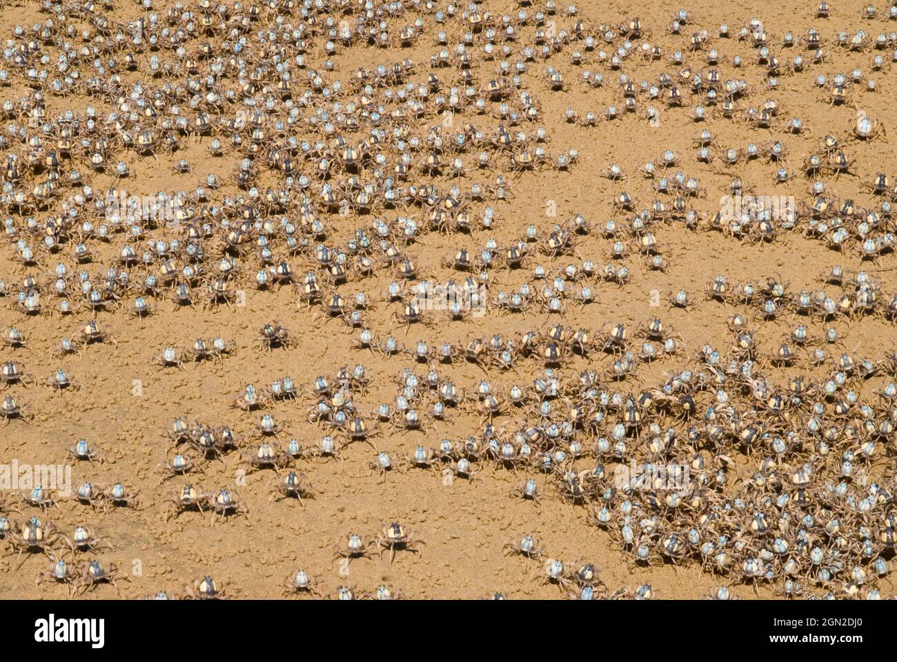 Light-blue soldier crabs (Mictyris longicarpus), group. They gather in ...