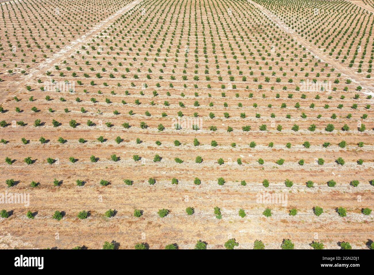 Avocado farm mexico hi-res stock photography and images - Alamy