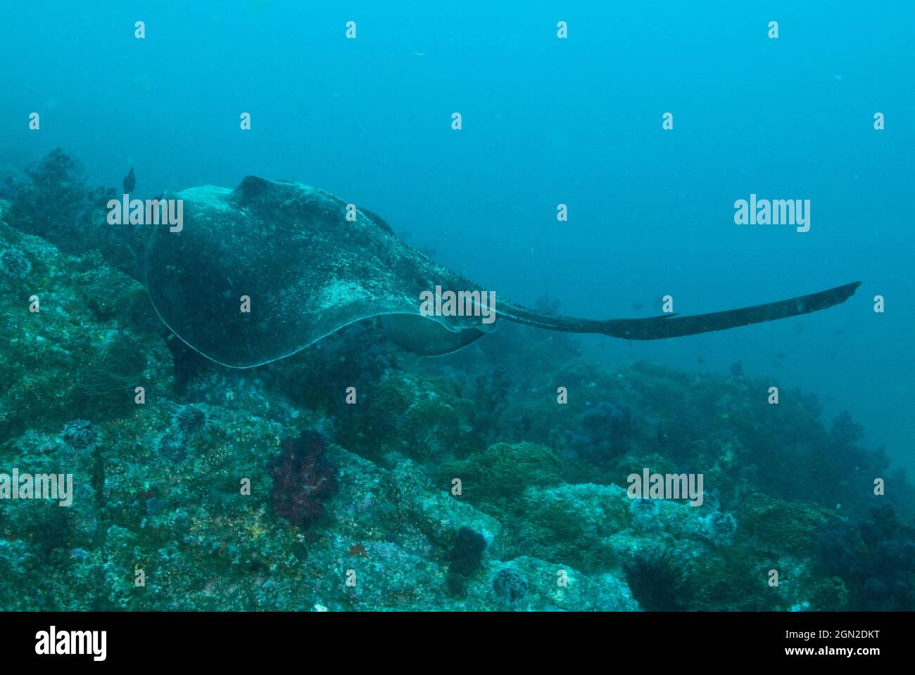 Thorntail stingray (Dasyatis thetidis), has a large venomous spine near ...