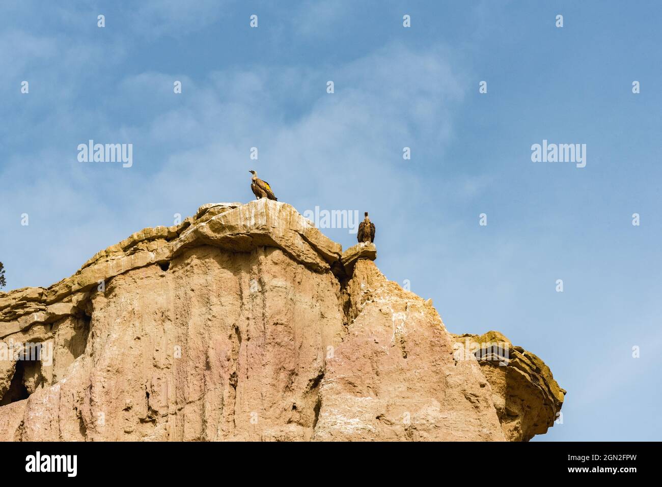 Vautour desert hi-res stock photography and images - Alamy