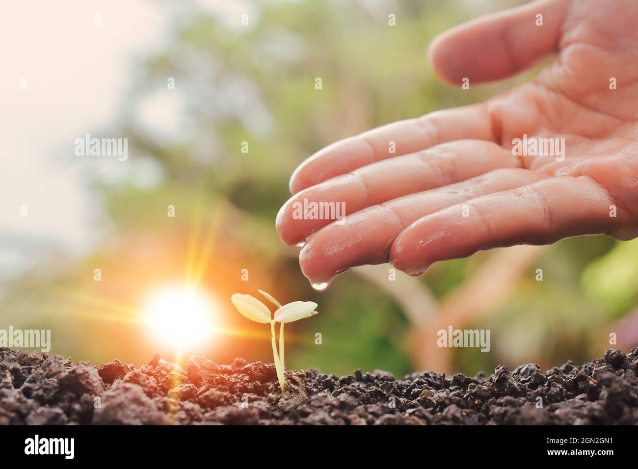 Hand water drop pouring tree seeding Stock Photo - Alamy