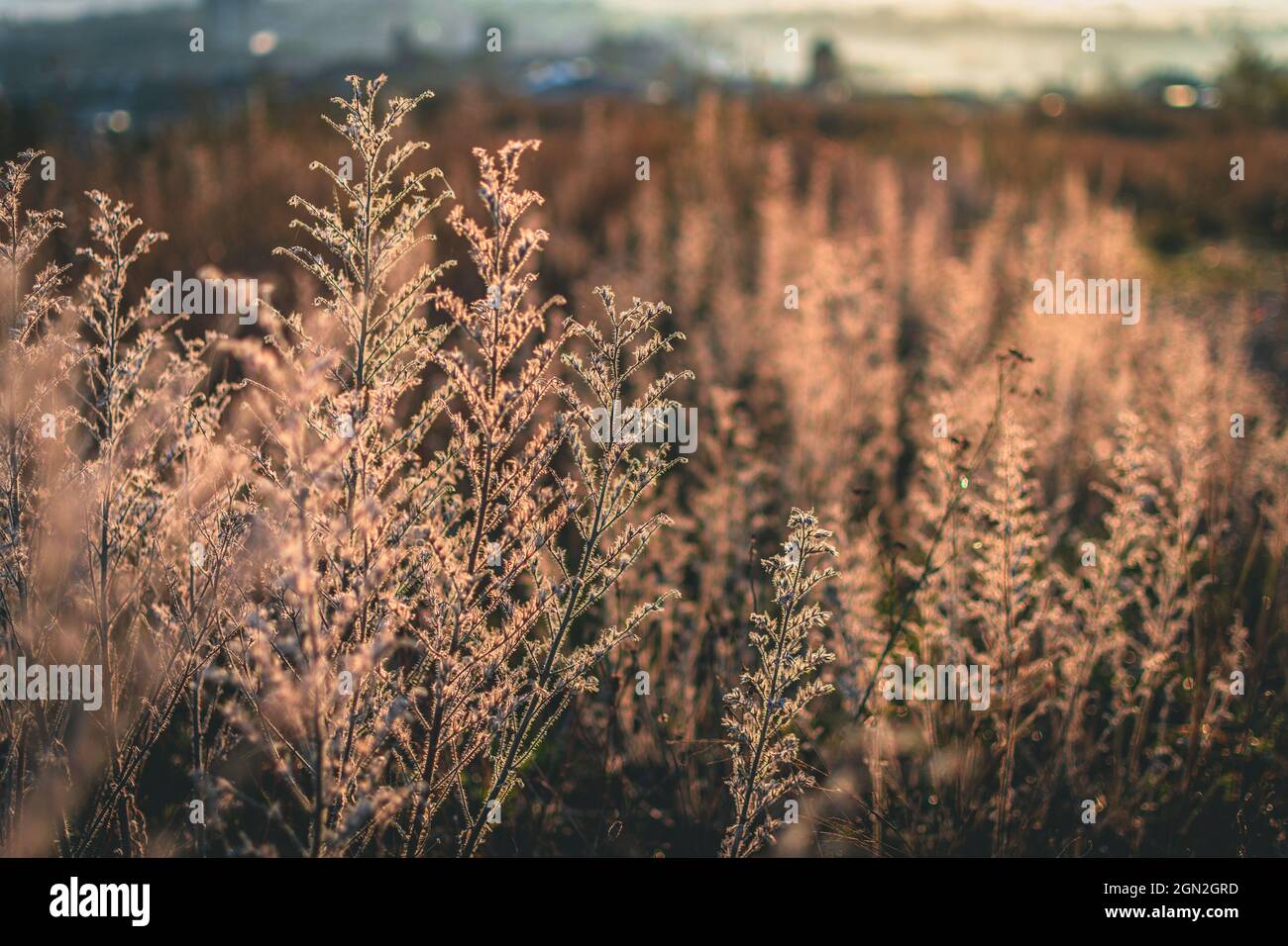 Sepia shot of grasses on the meadow - great for wa Stock Photo - Alamy