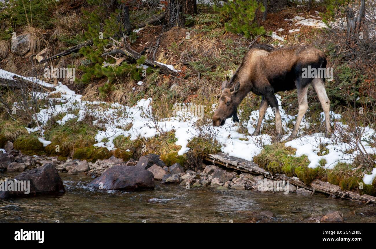 Female moose hi-res stock photography and images - Alamy