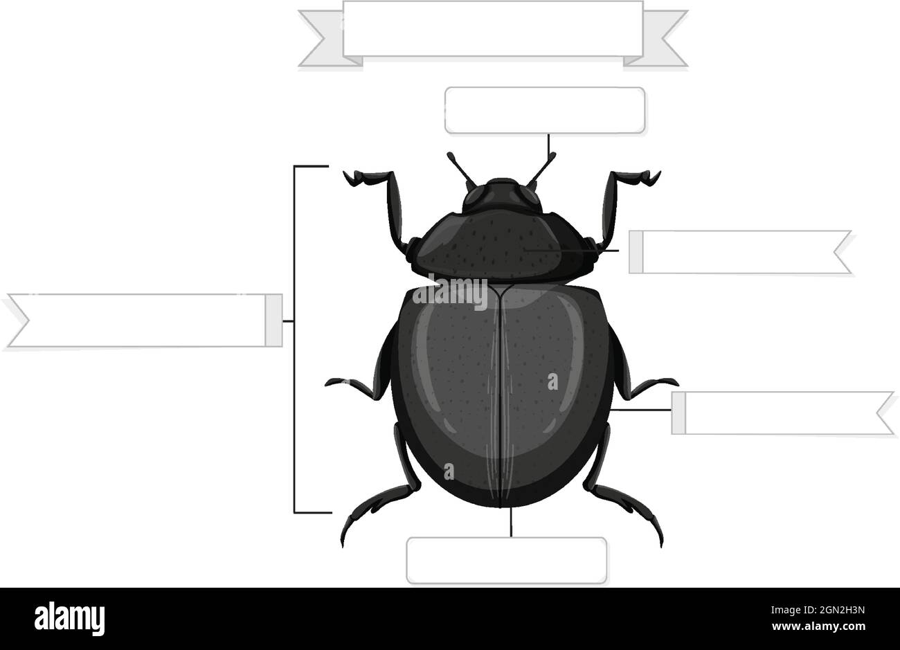 Beetle Anatomy Diagram External Anatomy Of A Beetle Worksheet 3422318