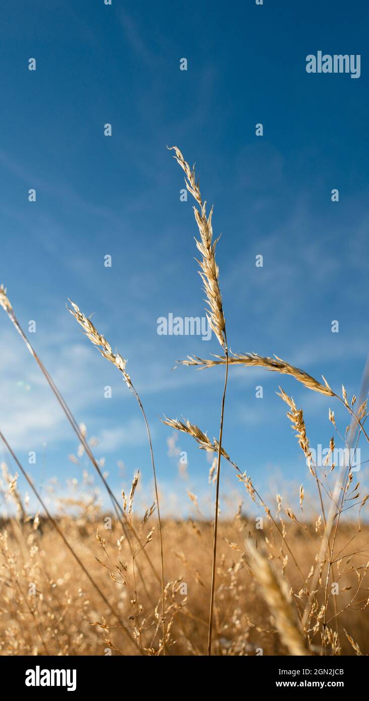 Dry yellow grass dancing against a blue sky with fluffy clouds ...