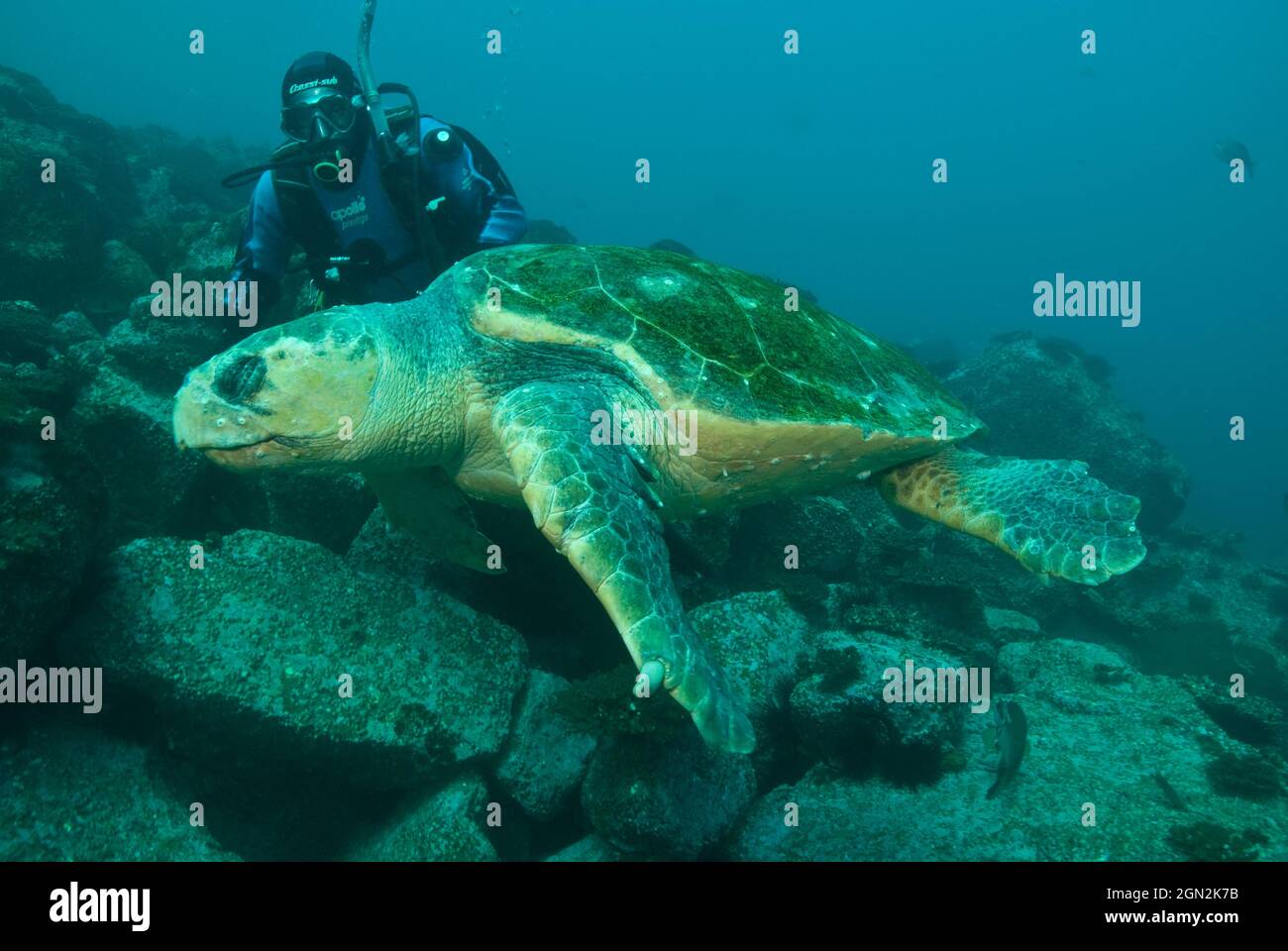Scuba diver and Loggerhead turtle (Caretta caretta), Stays close to a ...