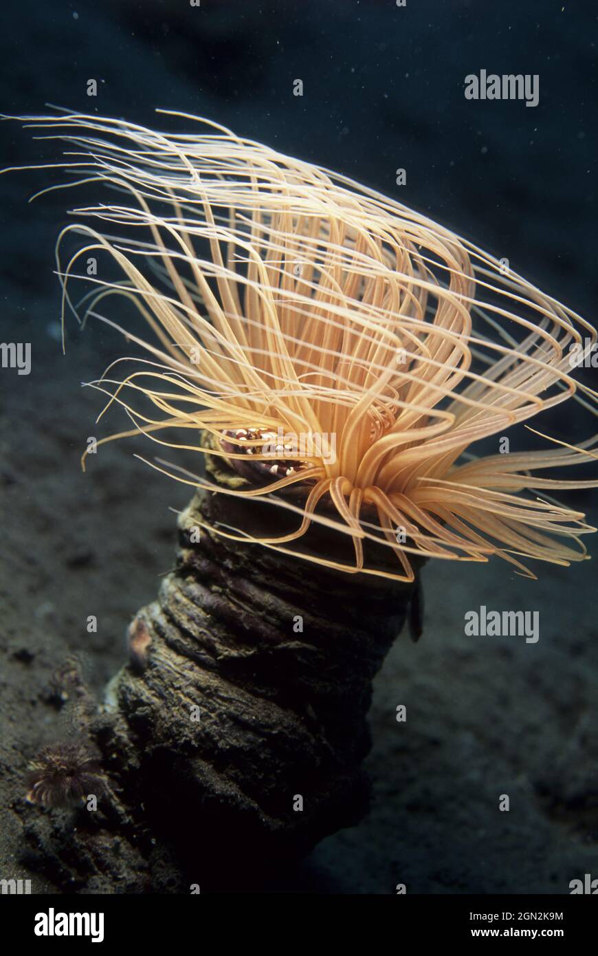 Burrowing anemone (Cerianthus sp.), with a commensal Porcelain crab ...