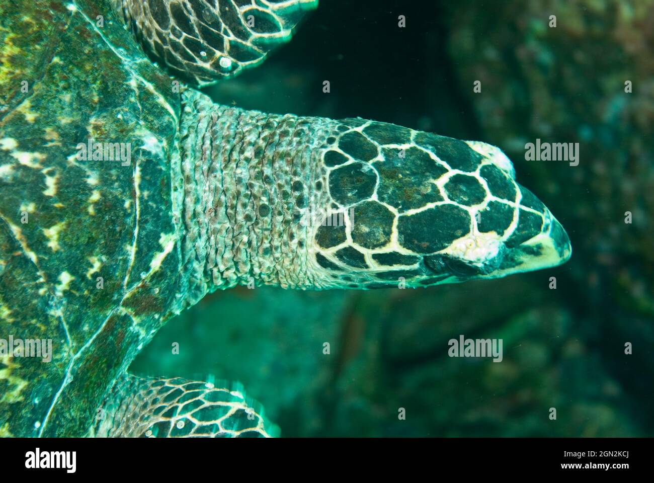 Green turtle (Chelonia mydas), eats seaweeds and seagrasses; being ...
