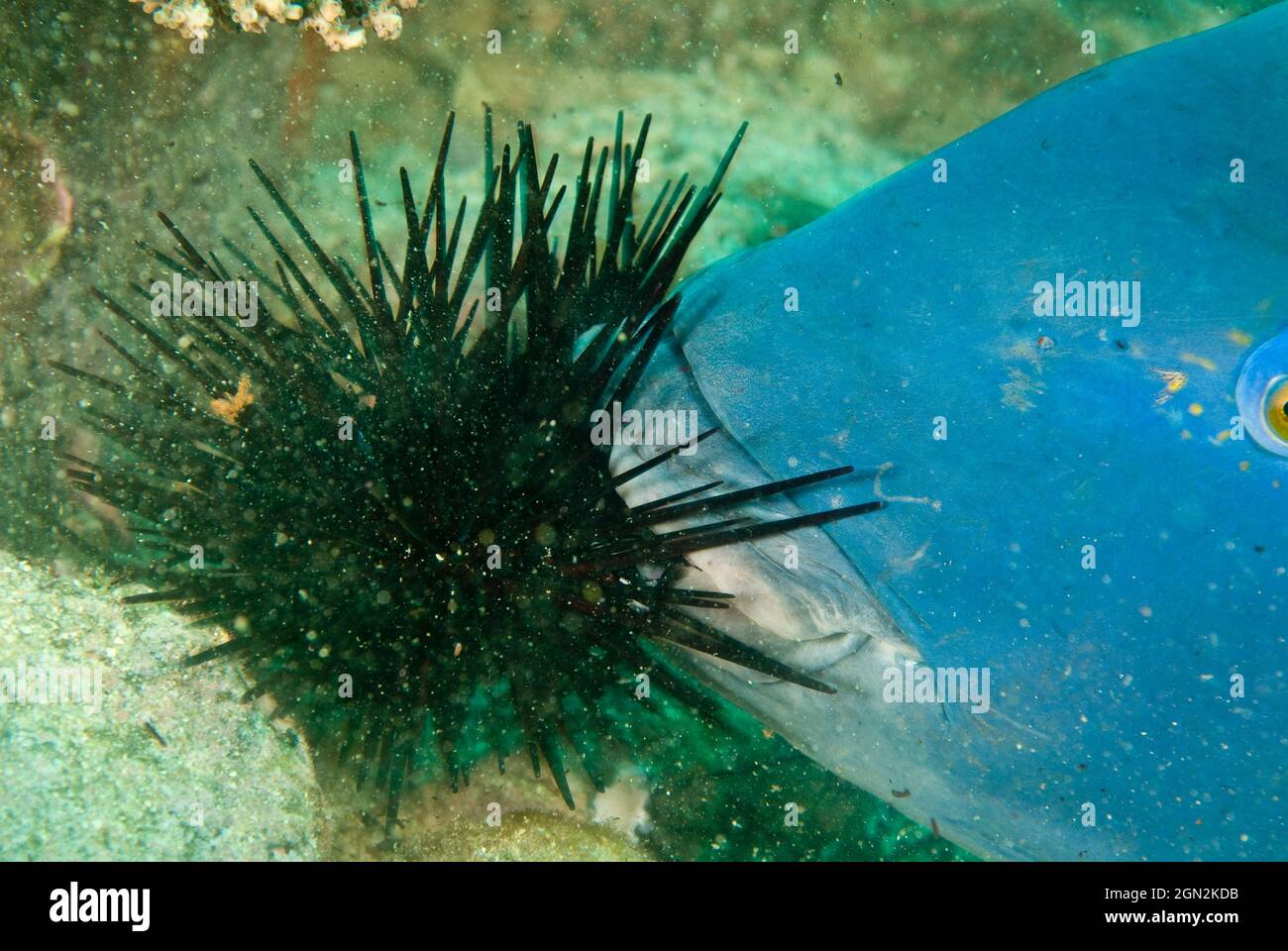Eastern blue groper (Achoerodus viridis), feeding on a spiny urchin ...