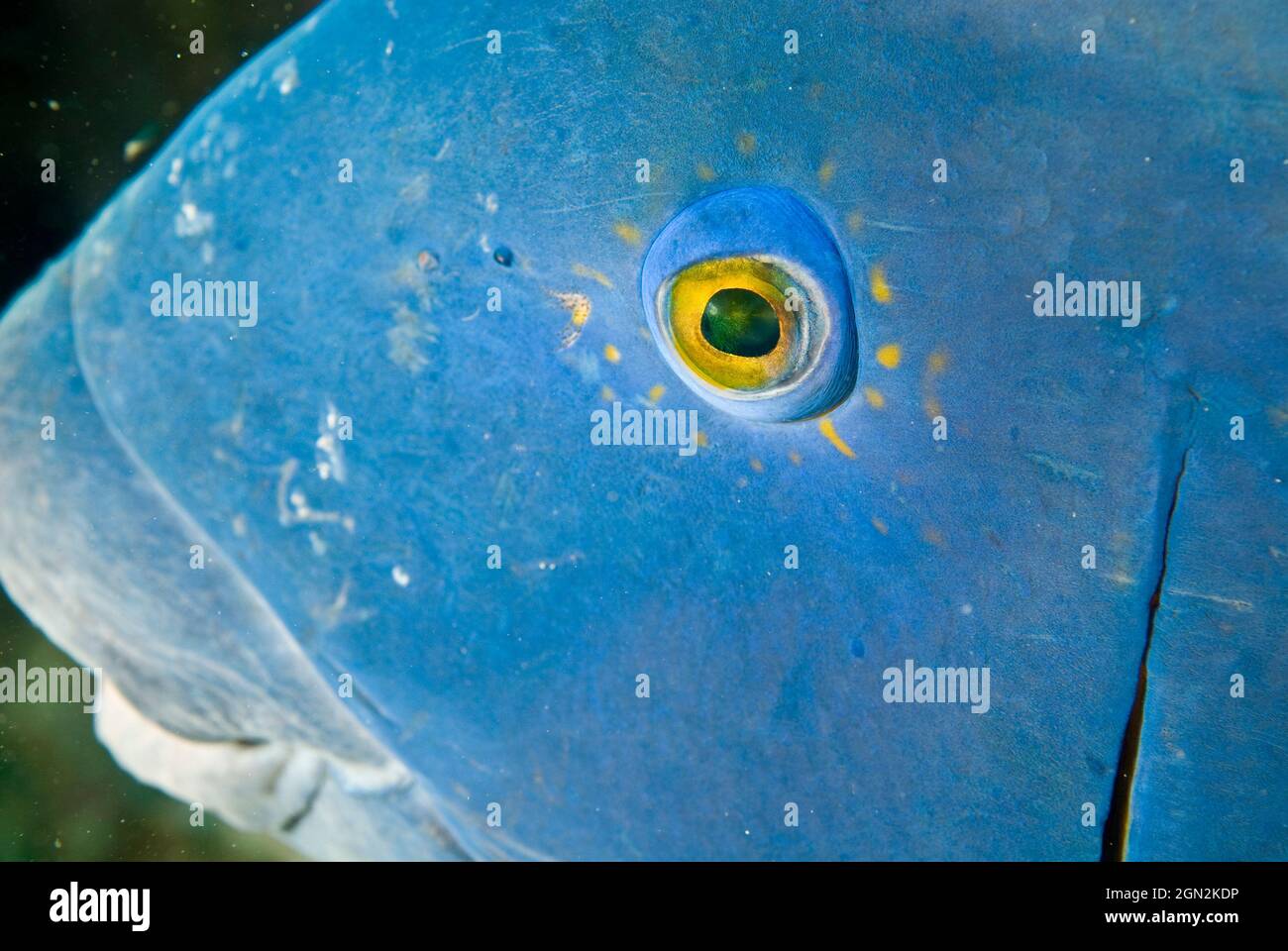 Eastern blue groper (Achoerodus viridis), eye. Sydney Harbour, New ...