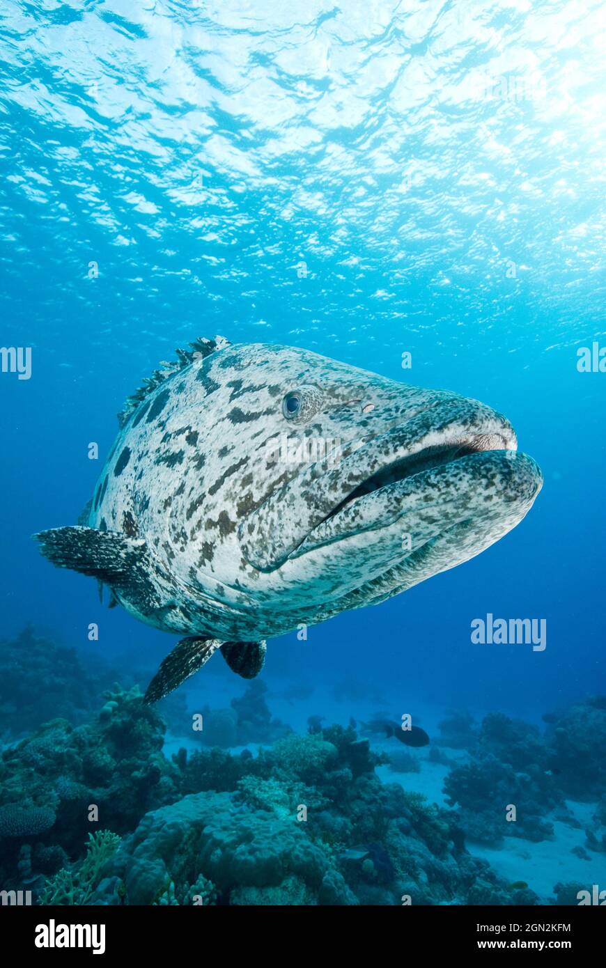 Potato cod (Epinephelus tukula), and diver. Named for the potato-like ...