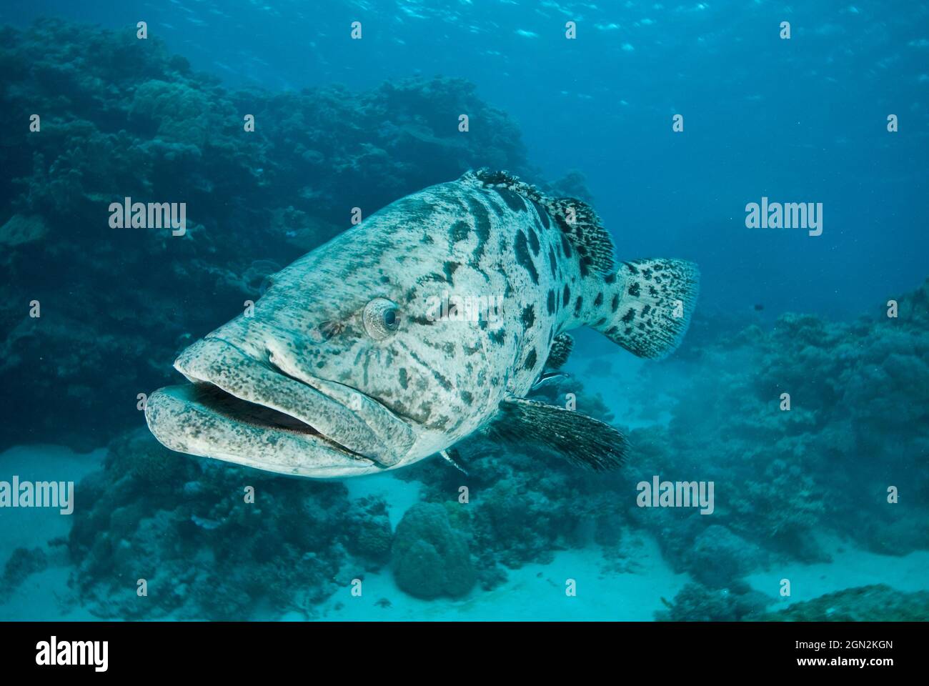 Potato cod (Epinephelus tukula), and diver. Named for the potato-like ...