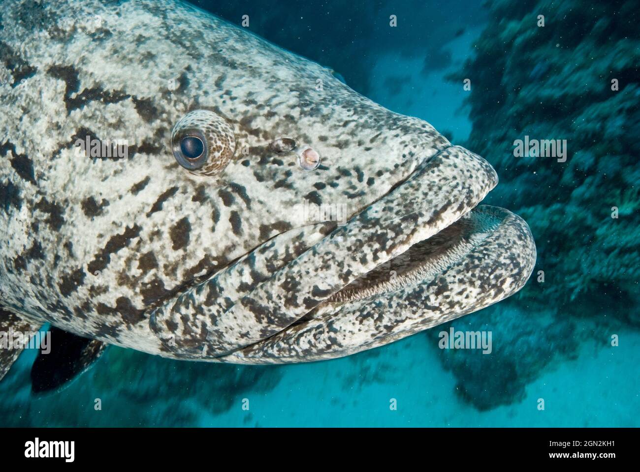 Potato cod (Epinephelus tukula), has multiple small teeth in three to ...