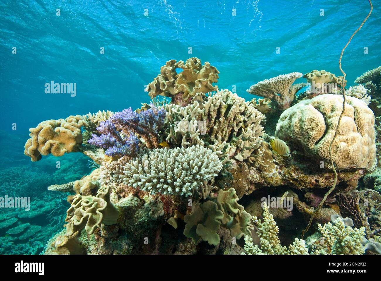 Healthy hard coral reef, Challenger Bay, Ribbon Reef complex, Great ...