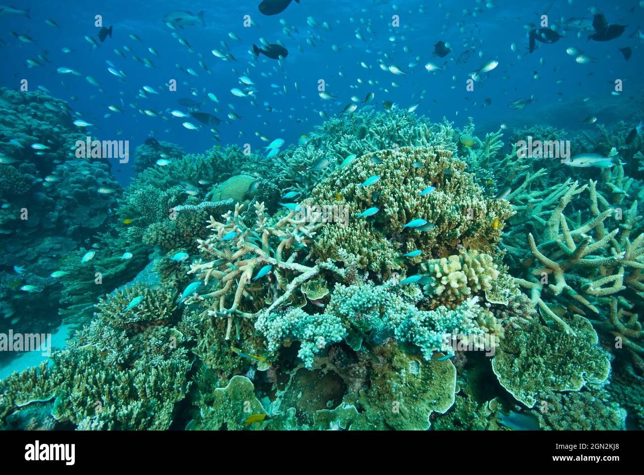 Healthy hard coral reef, and small reef fishes. Challenger Bay, Ribbon ...