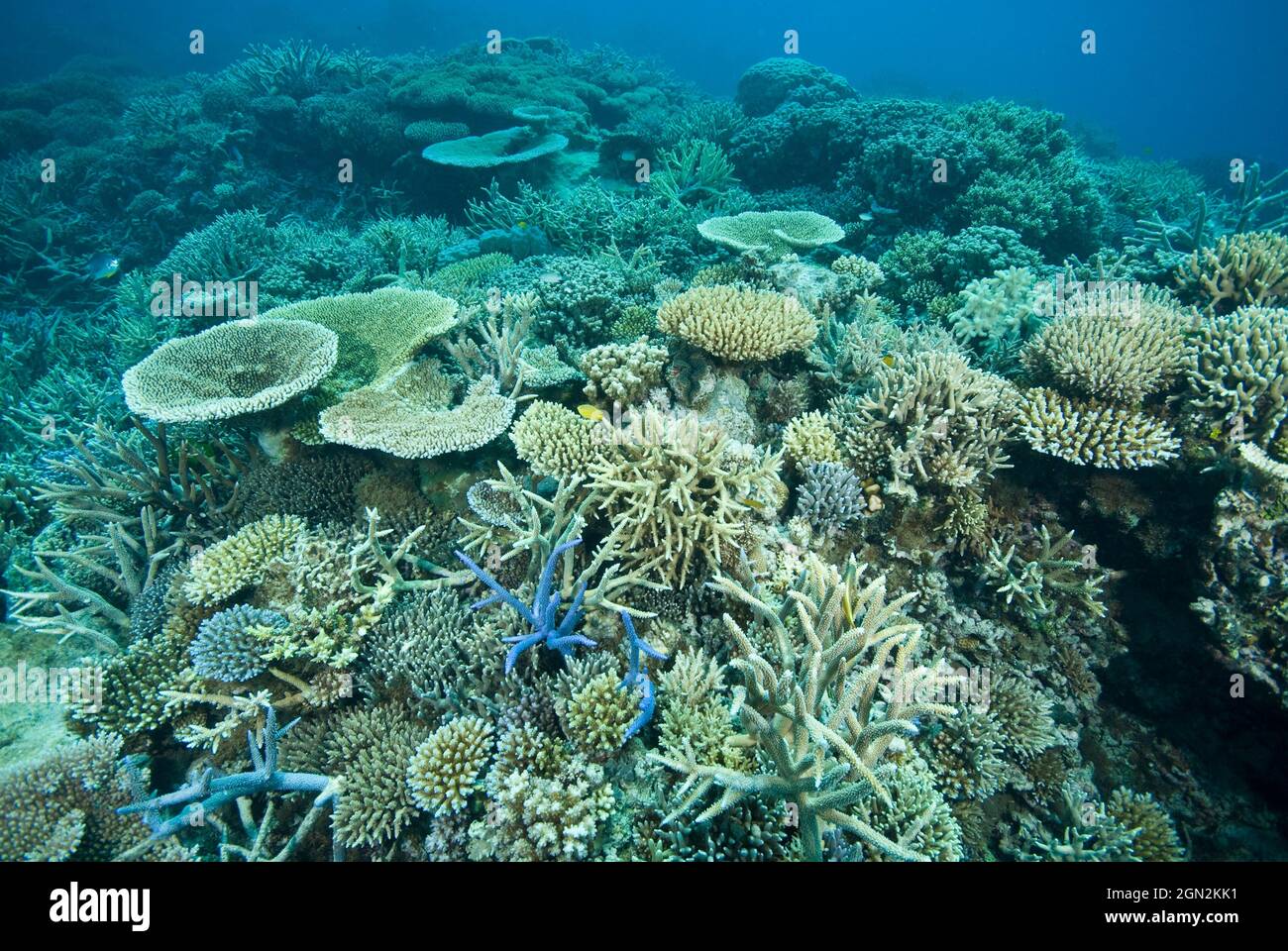 Healthy hard coral reef, Challenger Bay, Ribbon Reef complex, Great ...