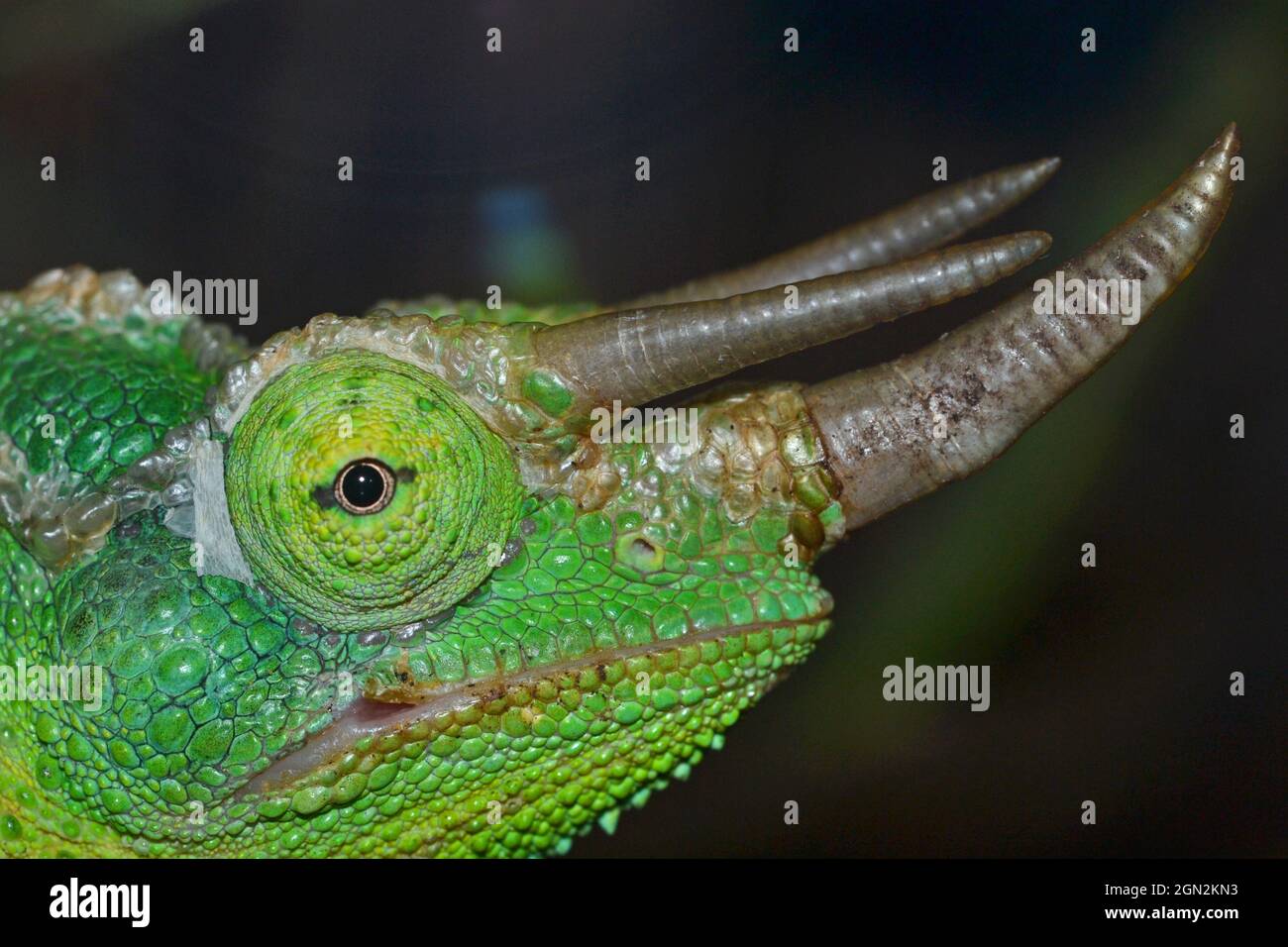 Jackson's Horned Chameleon Stock Photo - Alamy
