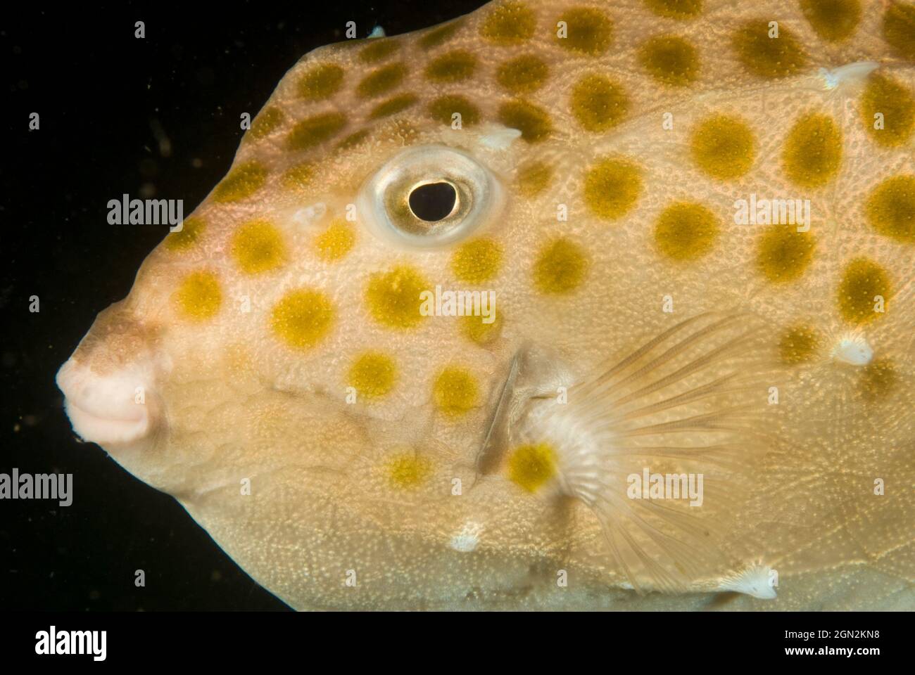 Anoplocapros hi-res stock photography and images - Alamy