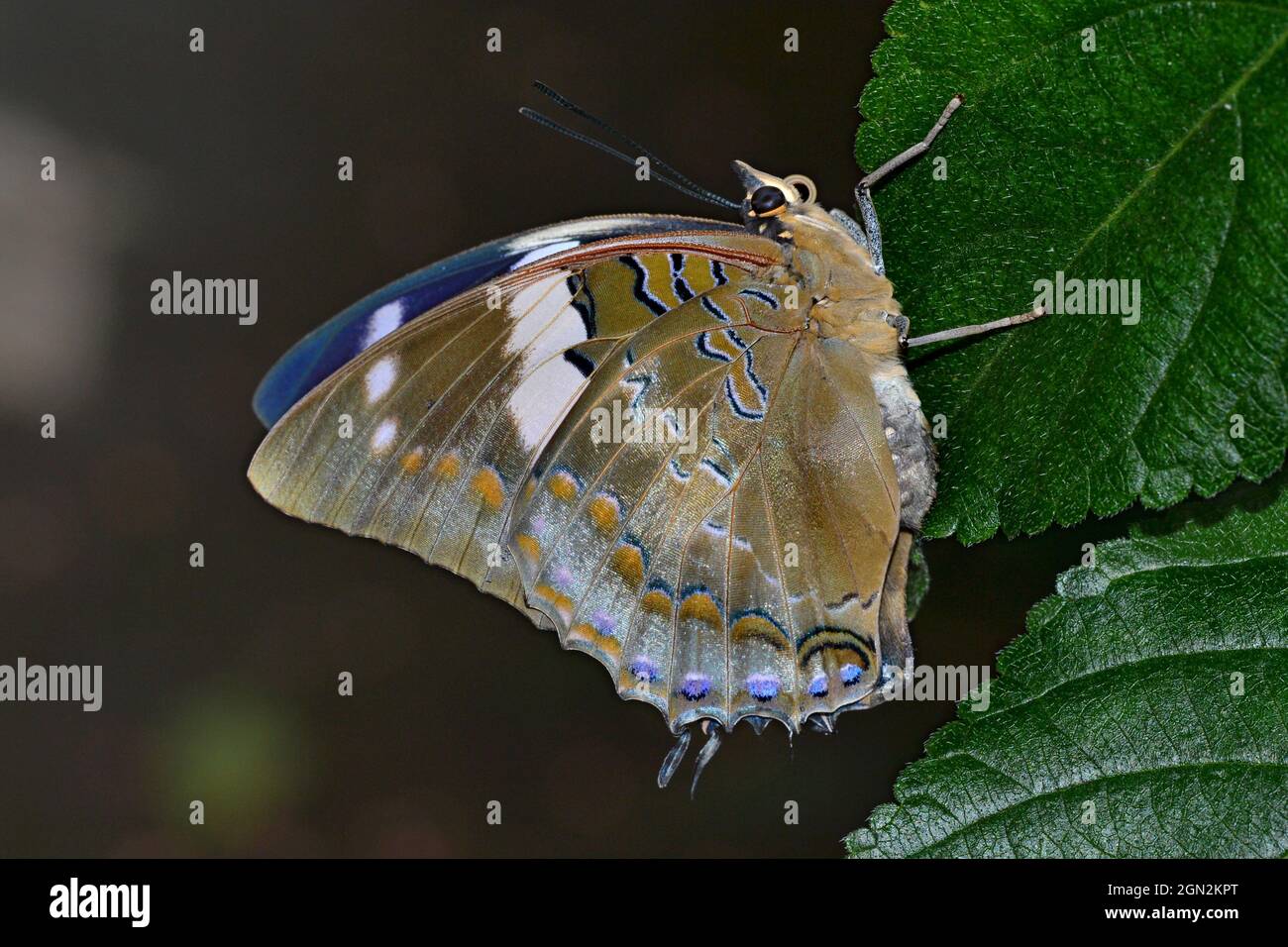 Blue striped butterfly in jungle Stock Photo - Alamy