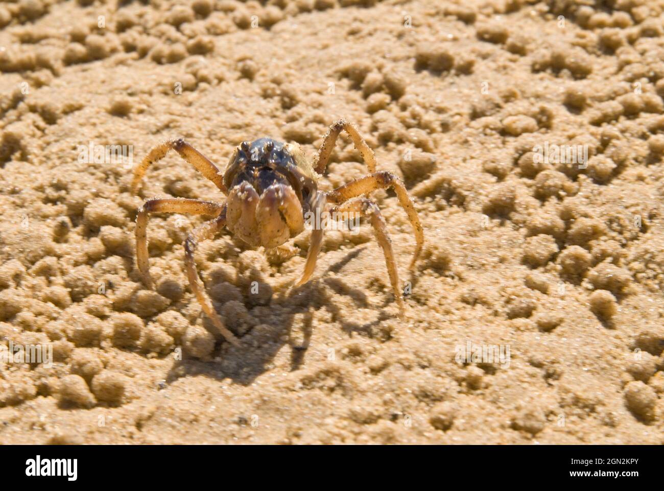 Light-blue soldier crab (Mictyris longicarpus), on sand. Coffs Harbour ...