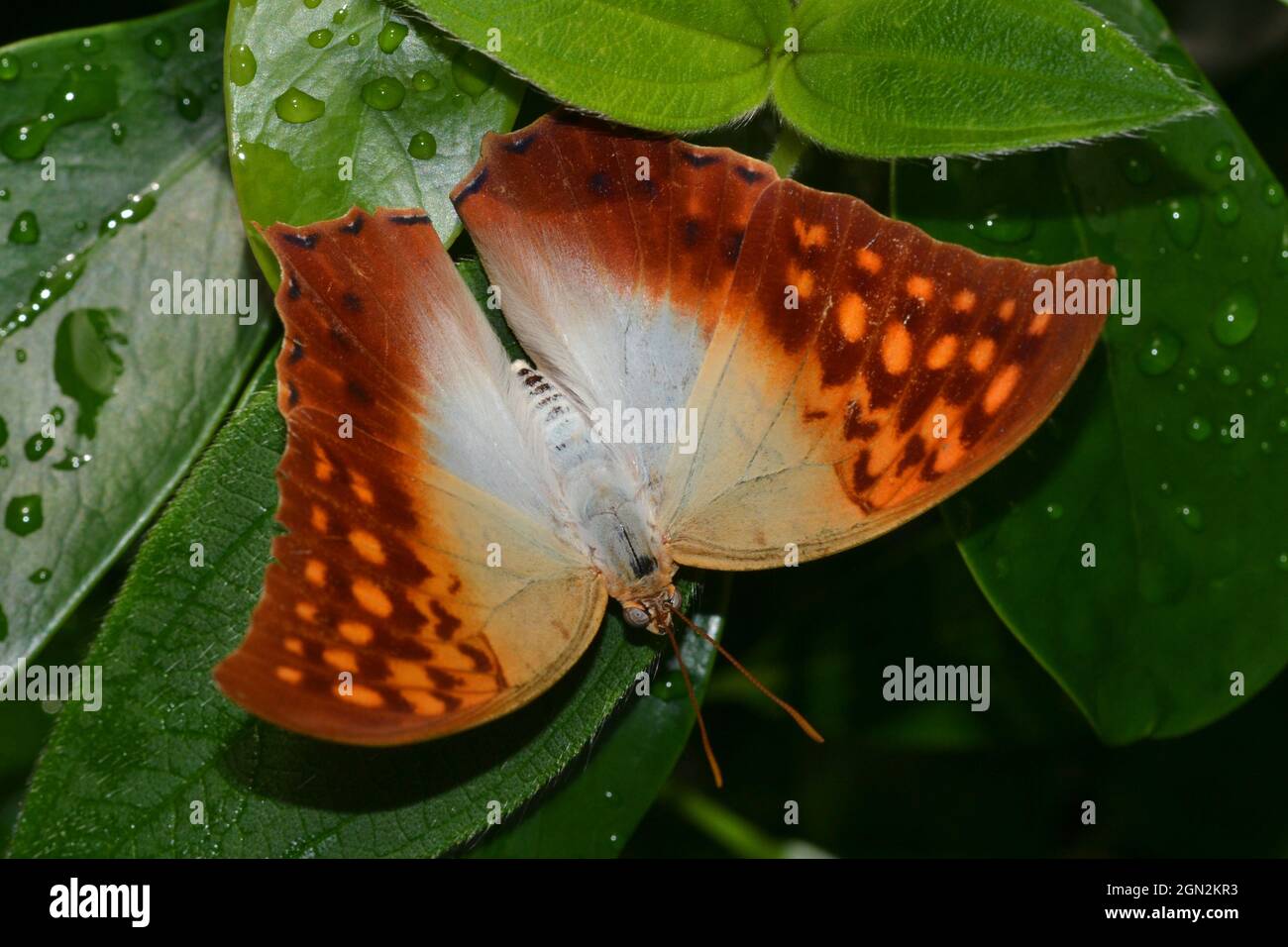 Pearl Charaxes butterfly Stock Photo - Alamy