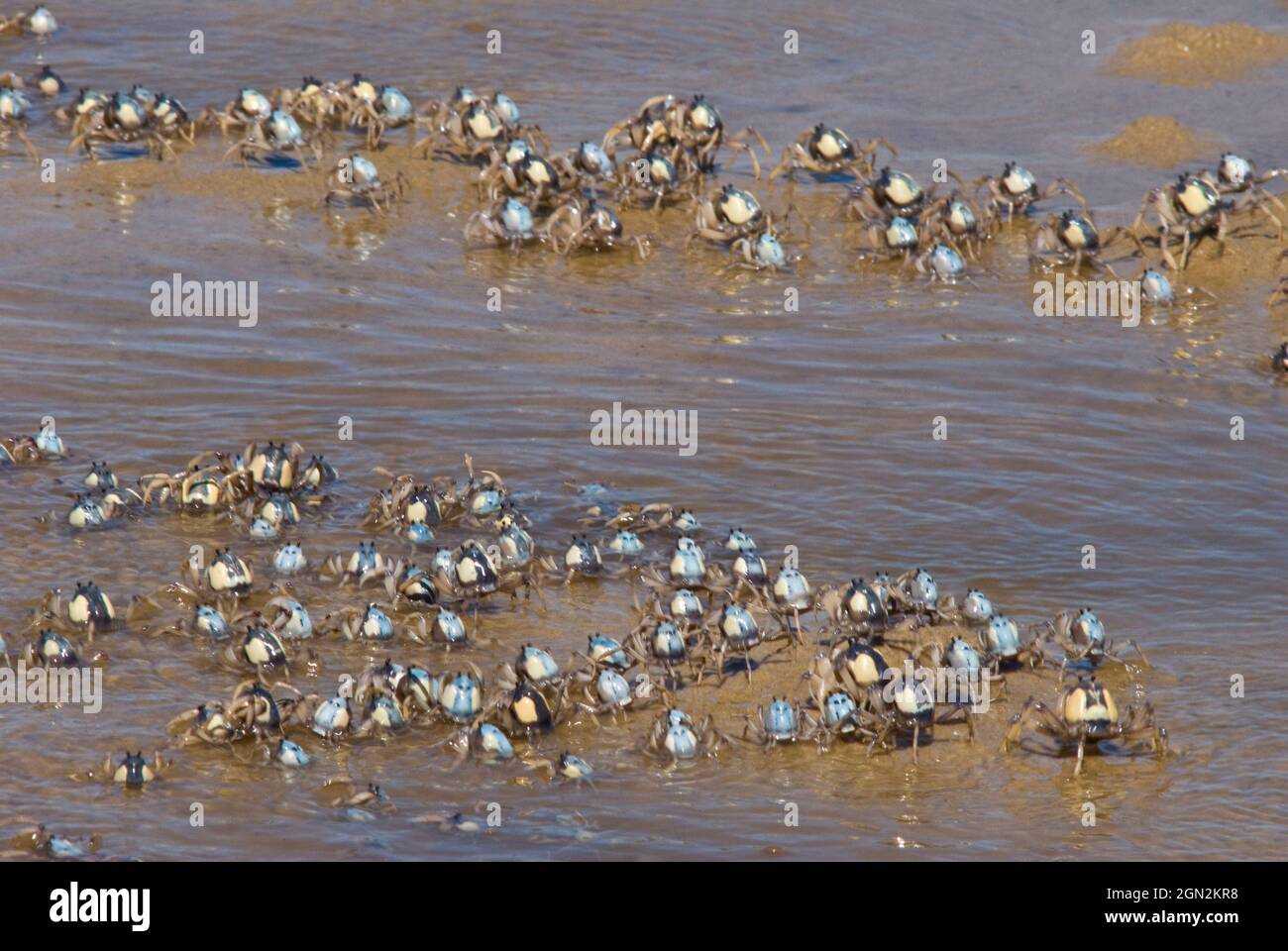 Light-blue soldier crabs (Mictyris longicarpus), group. They gather in ...