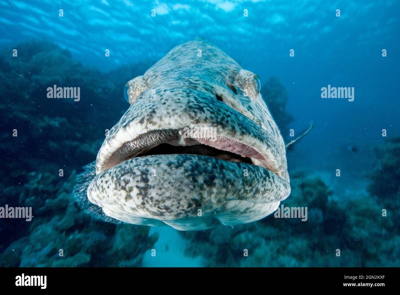 Grouper fish teeth hi-res stock photography and images - Alamy