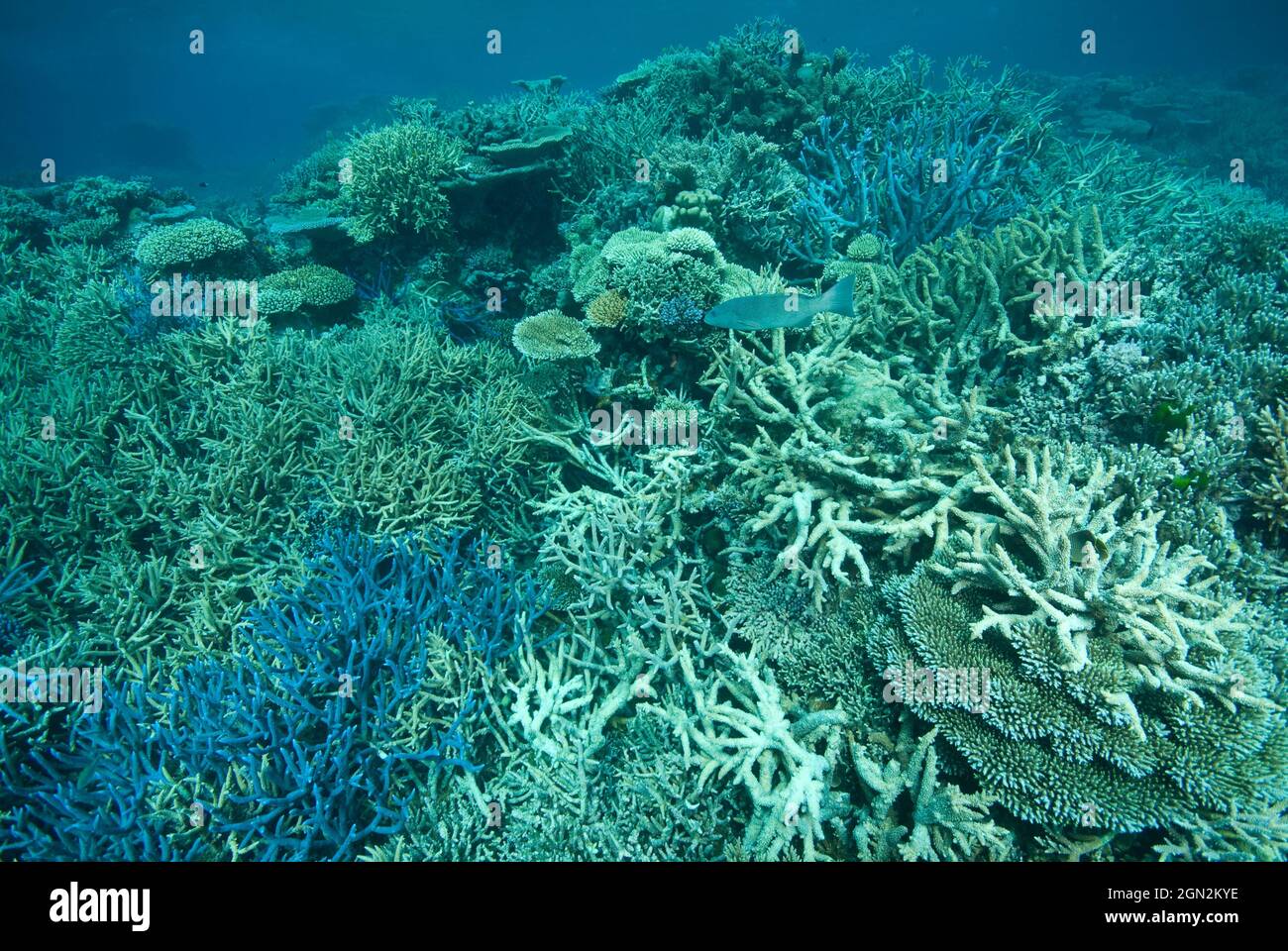 Healthy hard coral reef, Challenger Bay, Ribbon Reef complex, Great ...