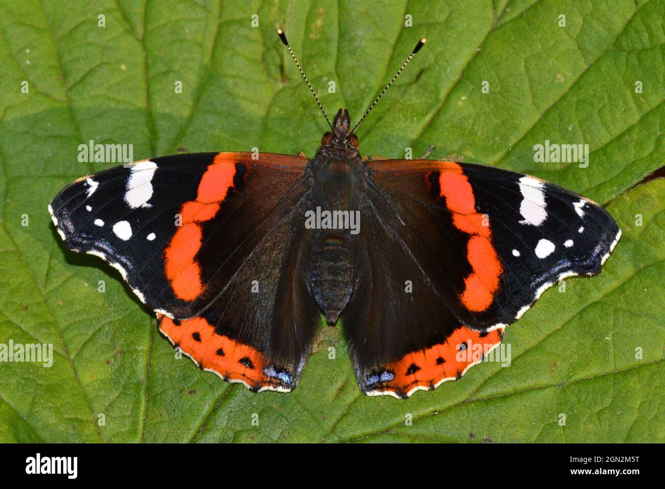 Red Admiral Butterfly, UK Stock Photo - Alamy