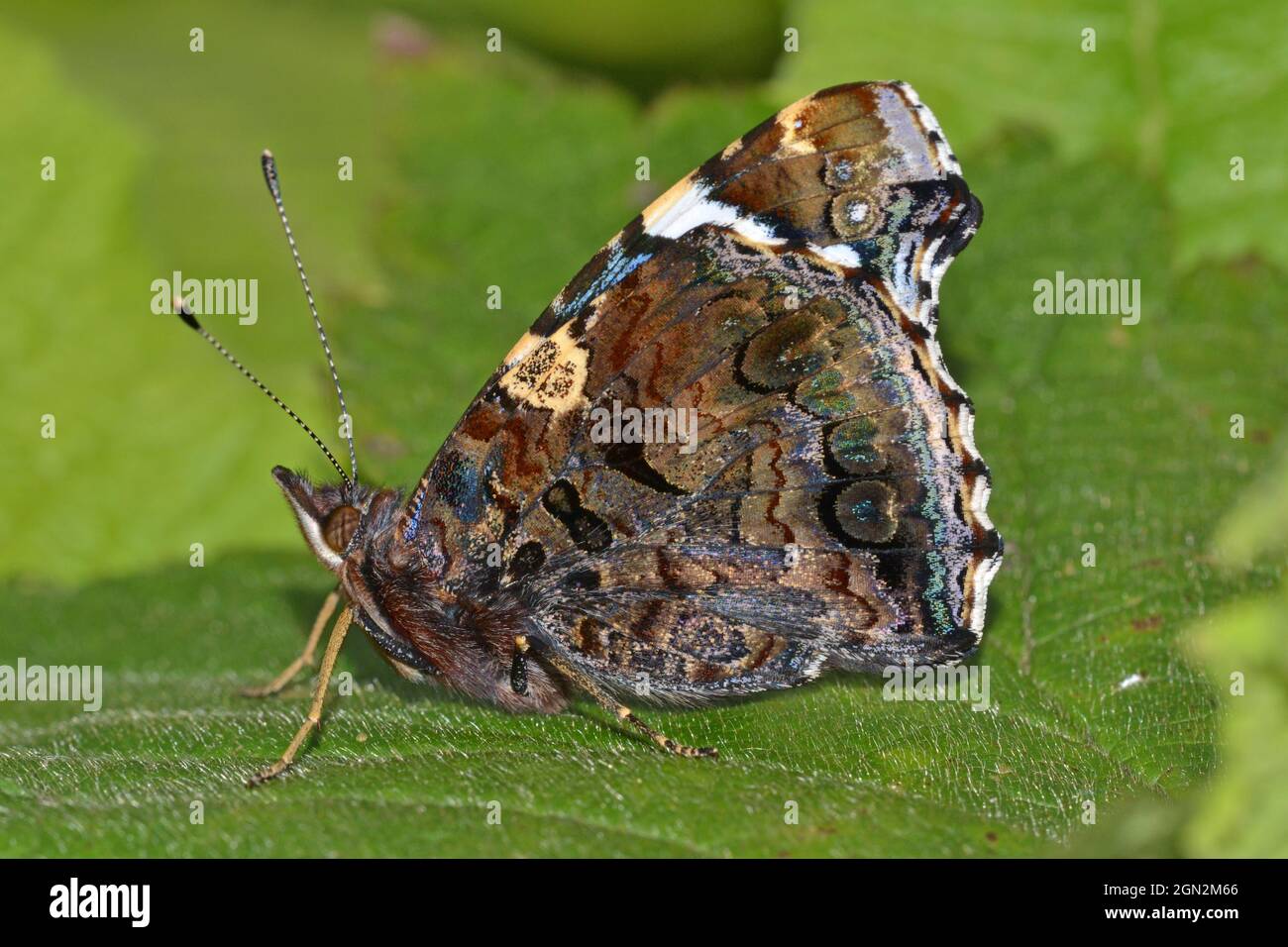 Red admiral butterfly uk hi-res stock photography and images - Alamy